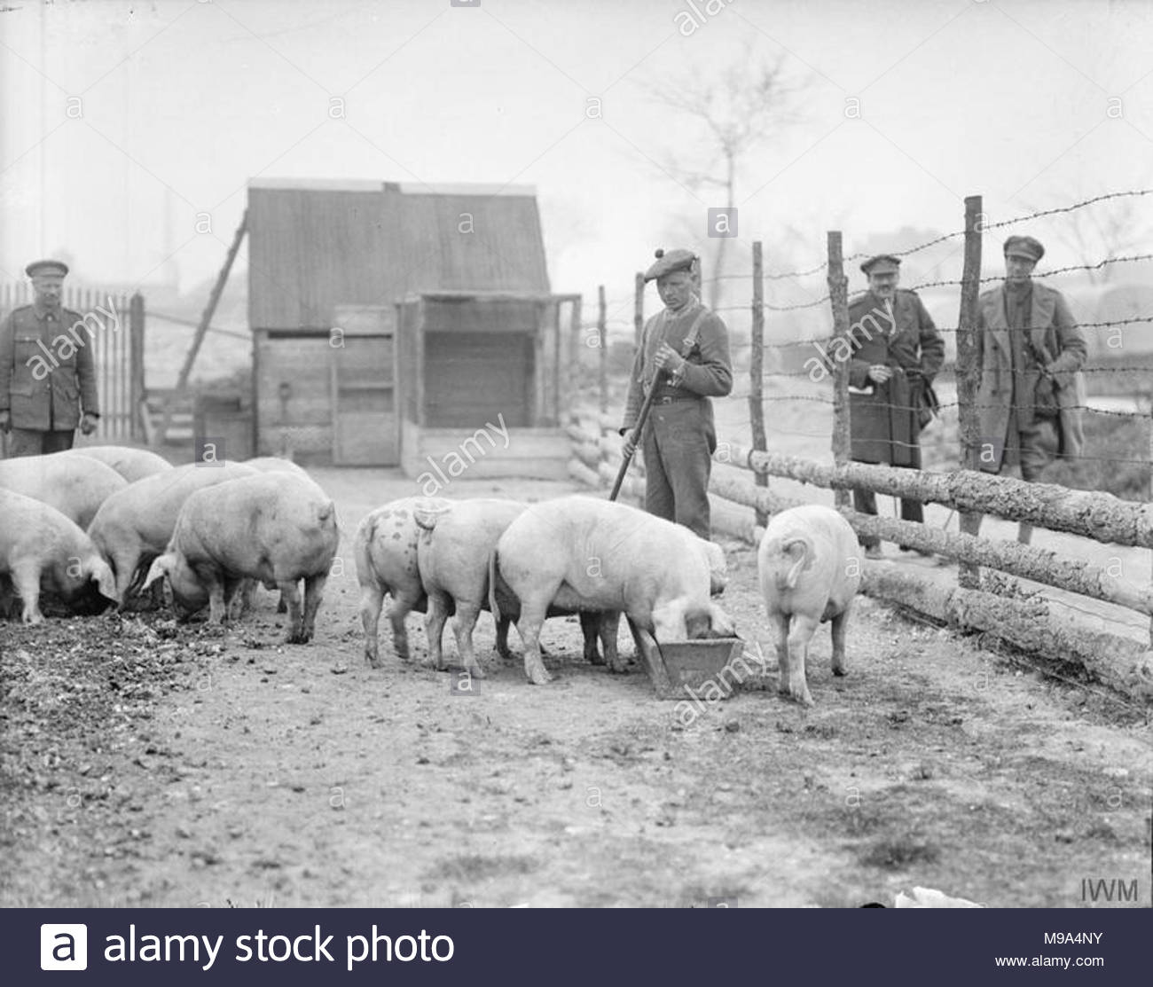 Pig Swill Stock Photos & Pig Swill Stock Images - Alamy