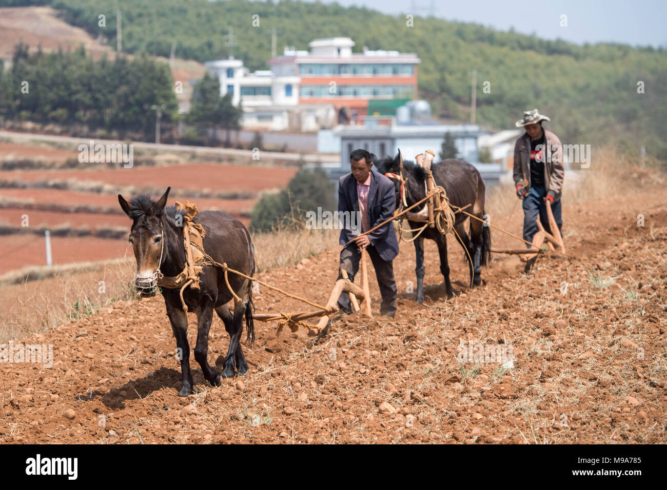 Kunming, China's Yunnan Province. 23rd Mar, 2018. Farmers plough the ...