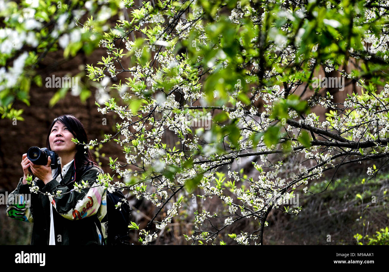 Xixiang, China's Shaanxi Province. 24th Mar, 2018. A tourist views pear ...