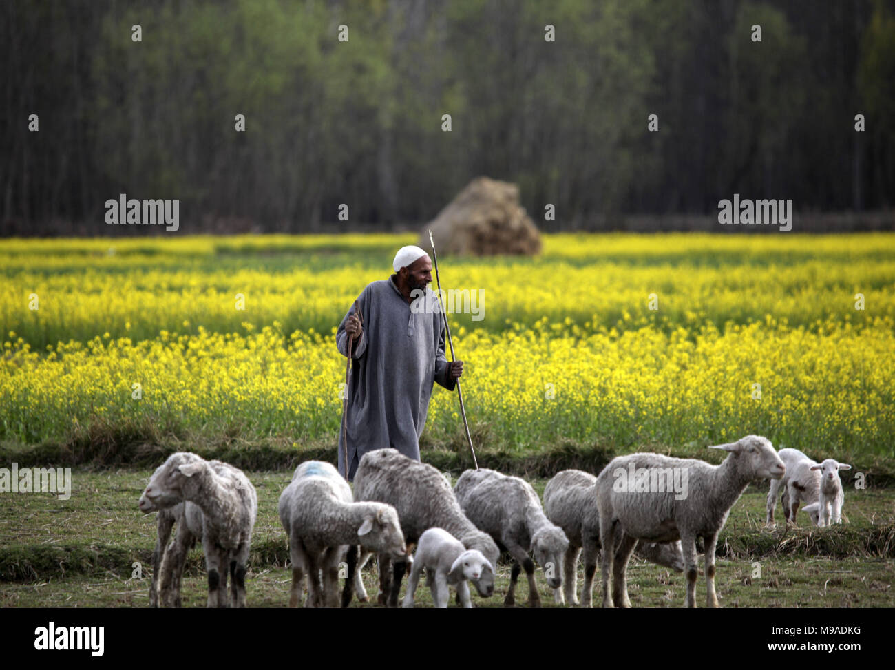 Sheep in village hi-res stock photography and images - Alamy