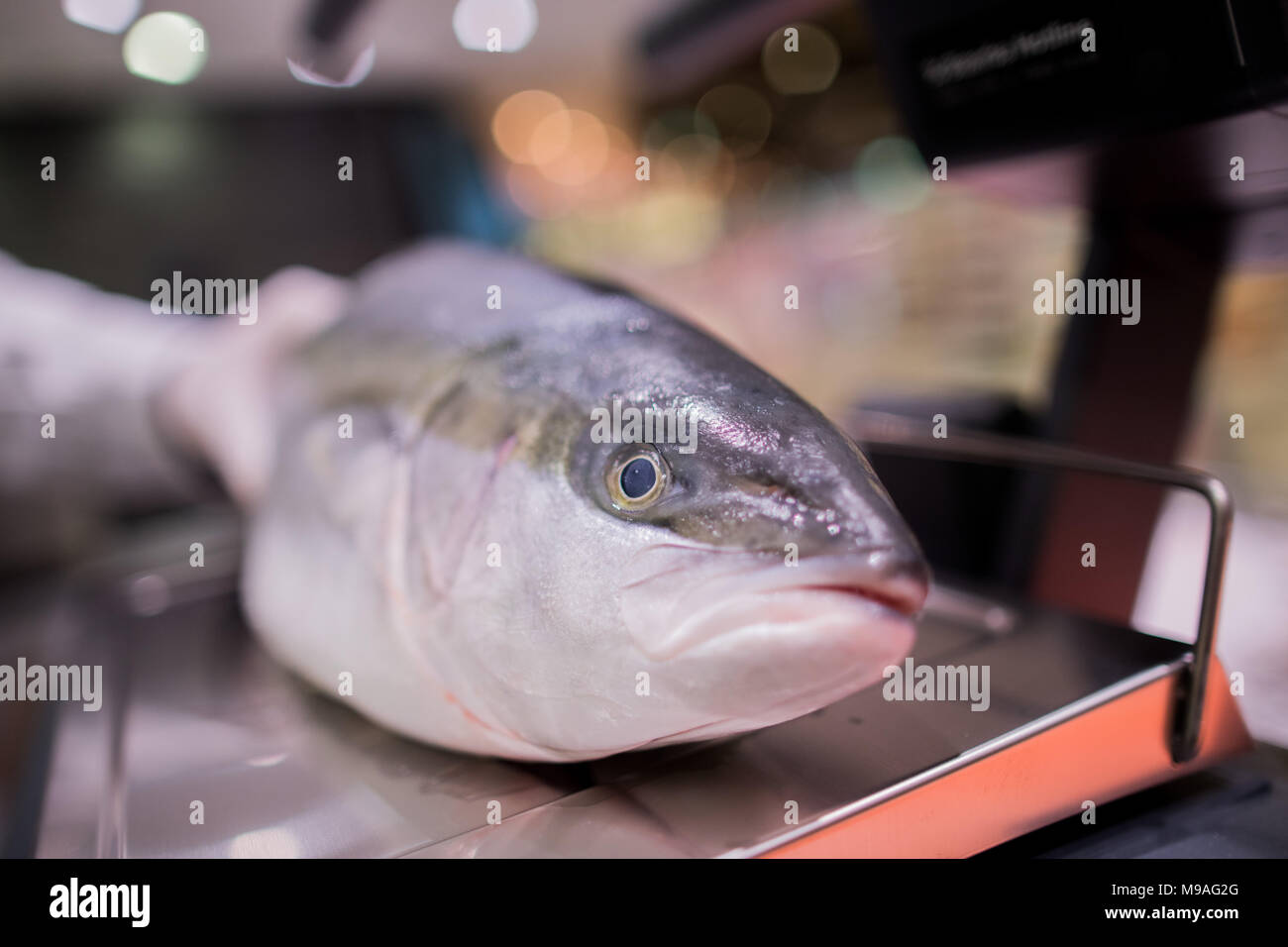 FILED - 21 March 2018, Germany, Duesseldorf: A view of a fish in an ...