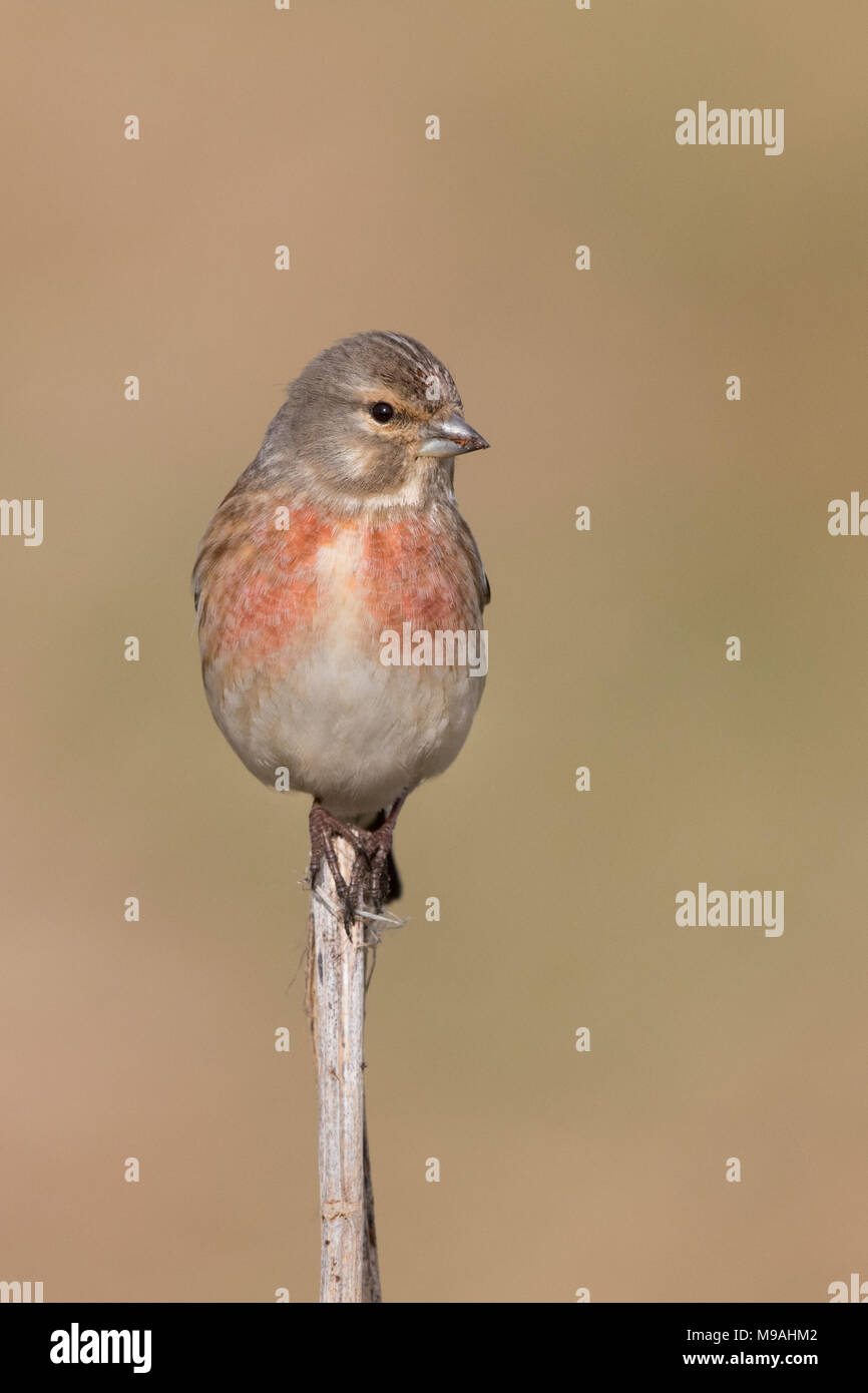 Eurasian linnet acanthis cannabina hi-res stock photography and images ...