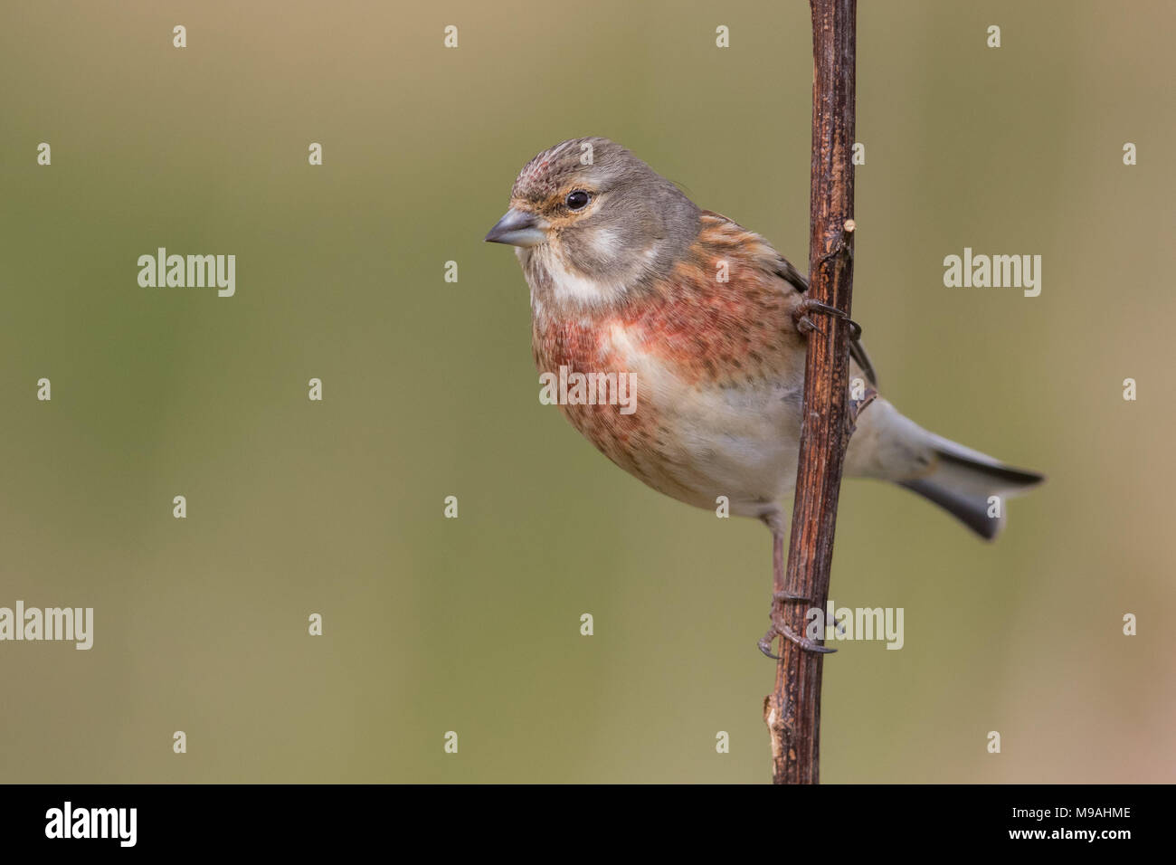 Eurasian linnet acanthis cannabina hi-res stock photography and images ...