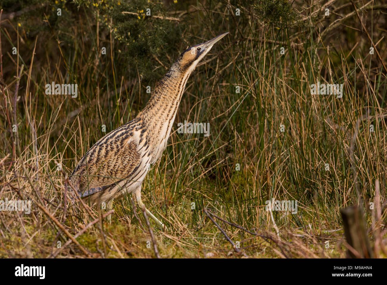 Eurasian Bittern stalking and hunting for prey Stock Photo - Alamy