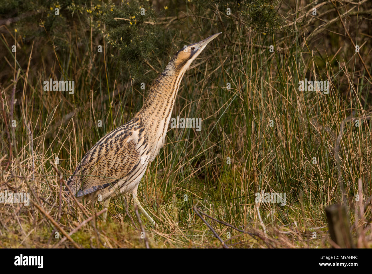 Eurasian Bittern stalking and hunting for prey Stock Photo - Alamy