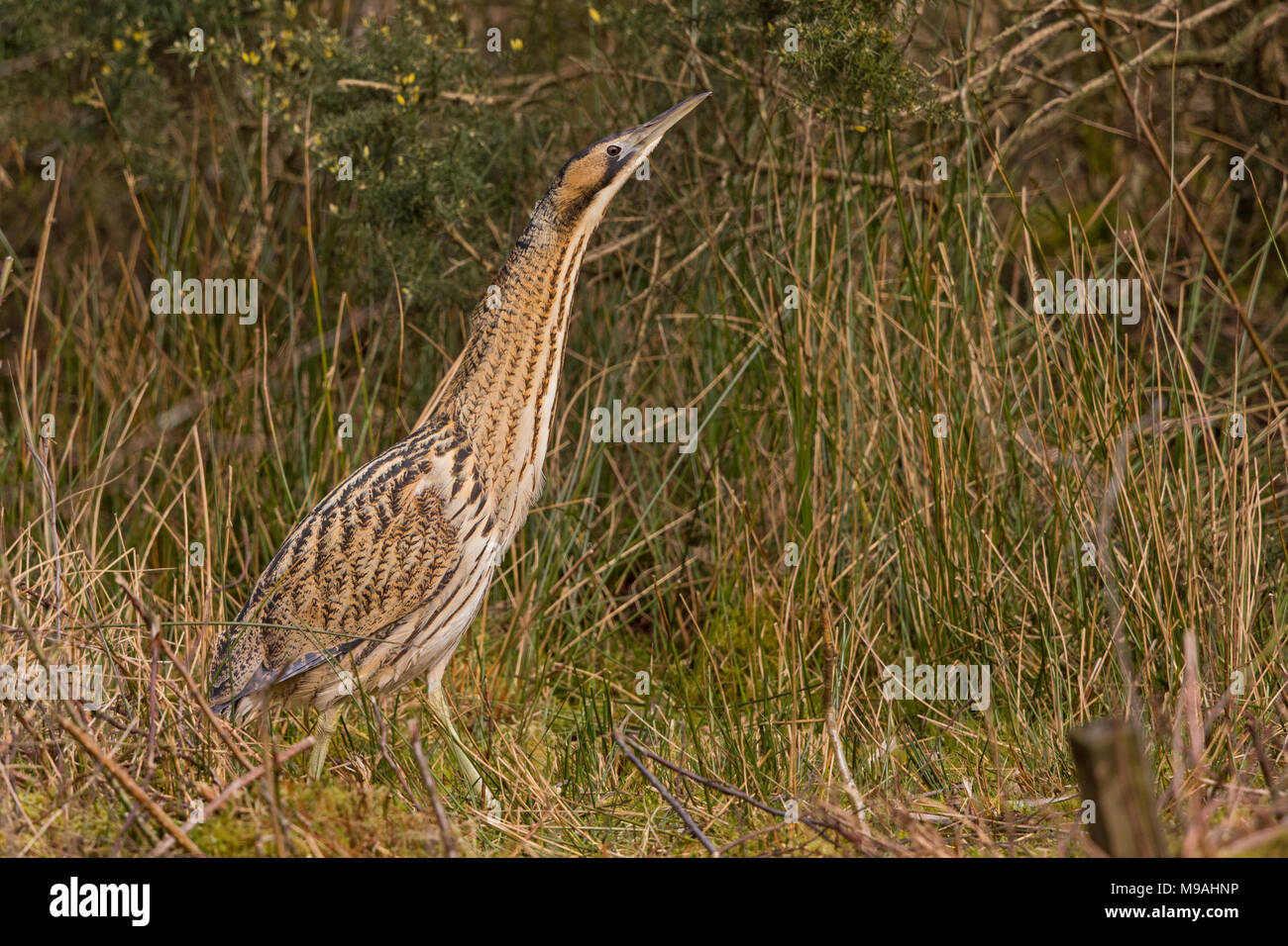 Eurasian Bittern stalking and hunting for prey Stock Photo - Alamy