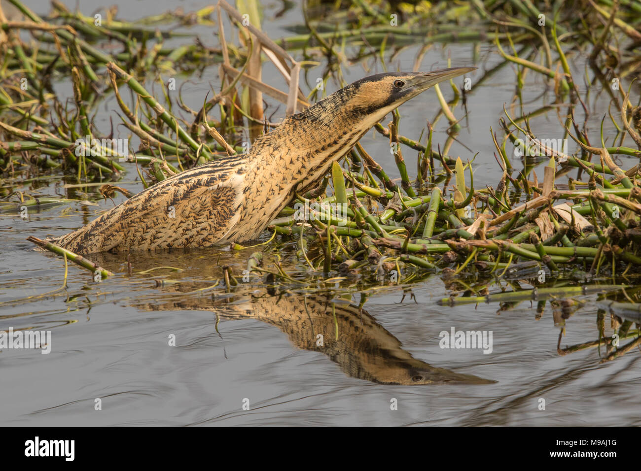 Common bittern hi-res stock photography and images - Alamy