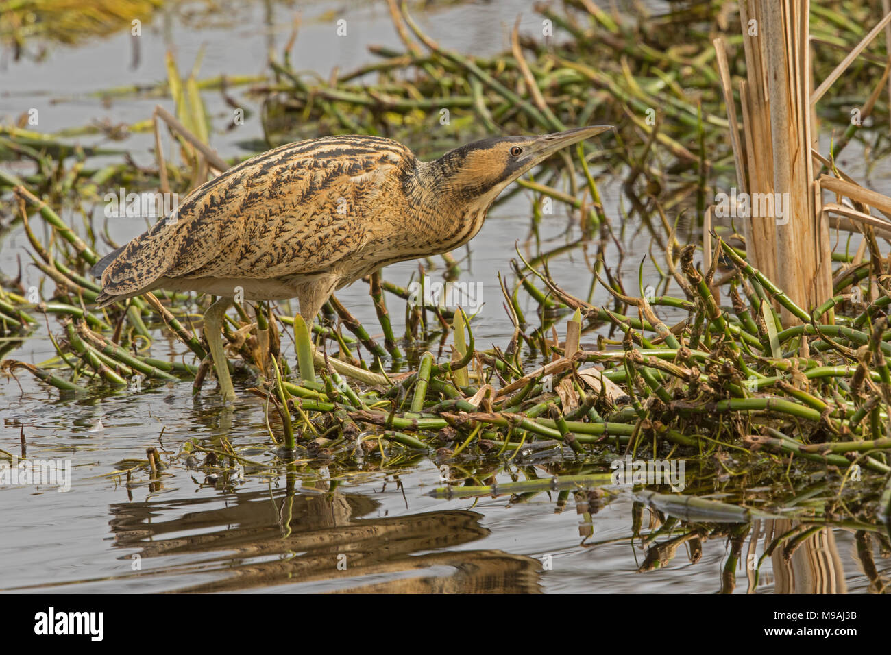Common bittern hi-res stock photography and images - Alamy