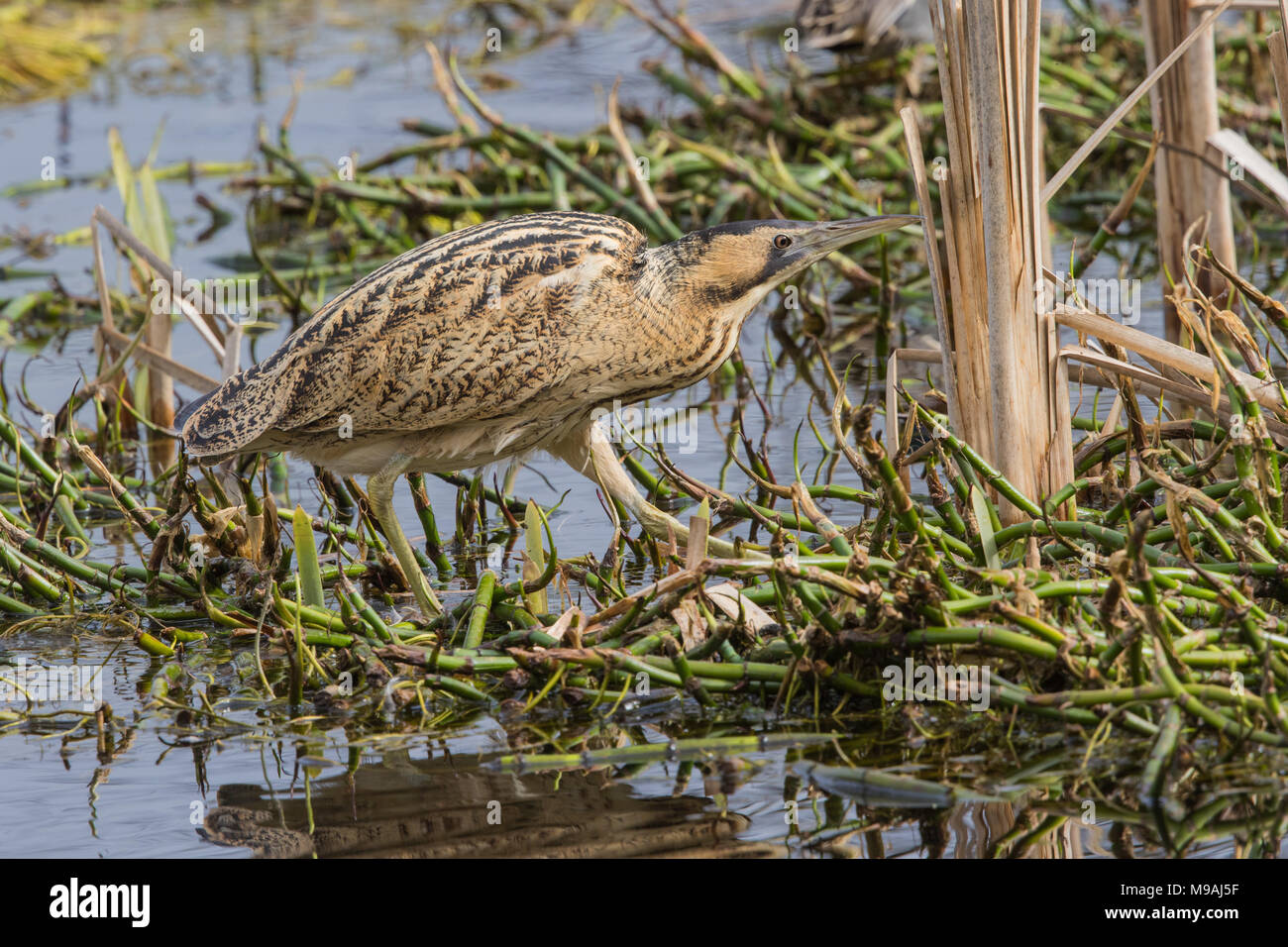 Eurasian common bittern hi-res stock photography and images - Alamy