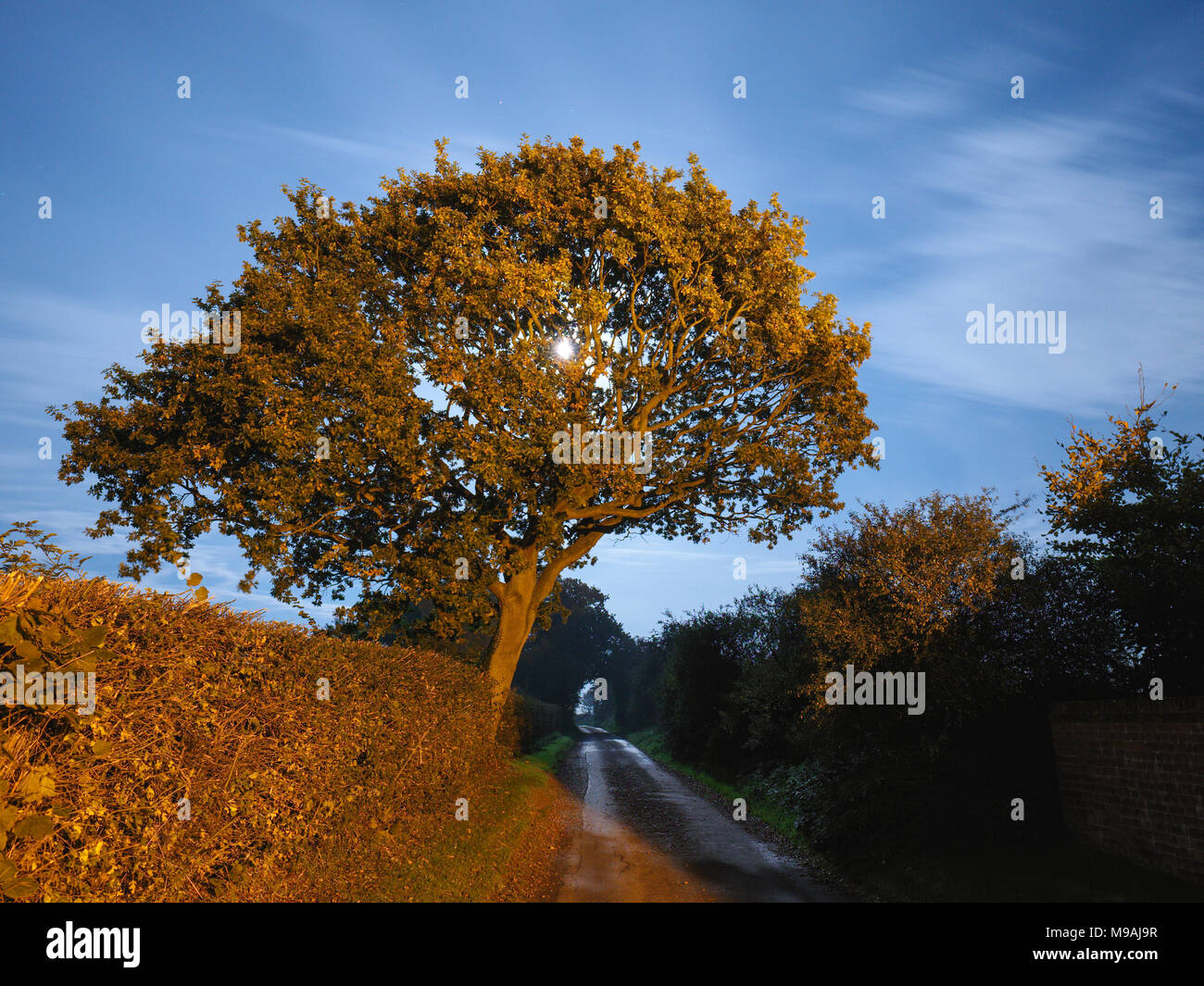 Oak tree at night illuminated by street lighting and moonlight Stock ...