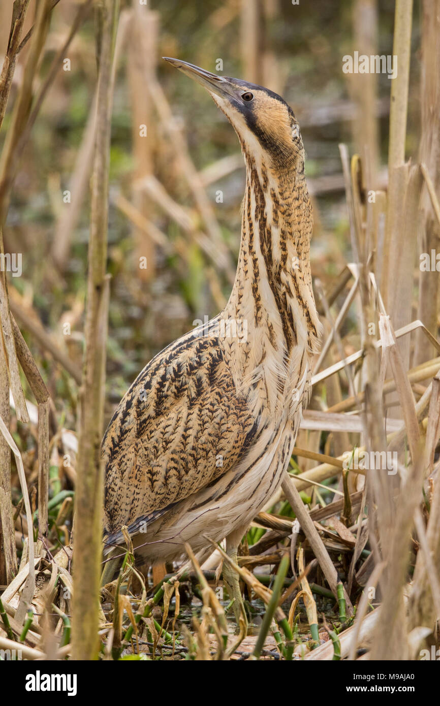 Eurasian bittern hi-res stock photography and images - Alamy