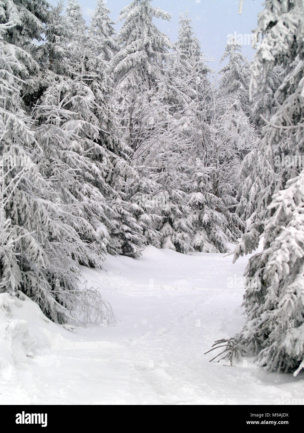 Beautiful winter landscape with snowy trees Stock Photo - Alamy