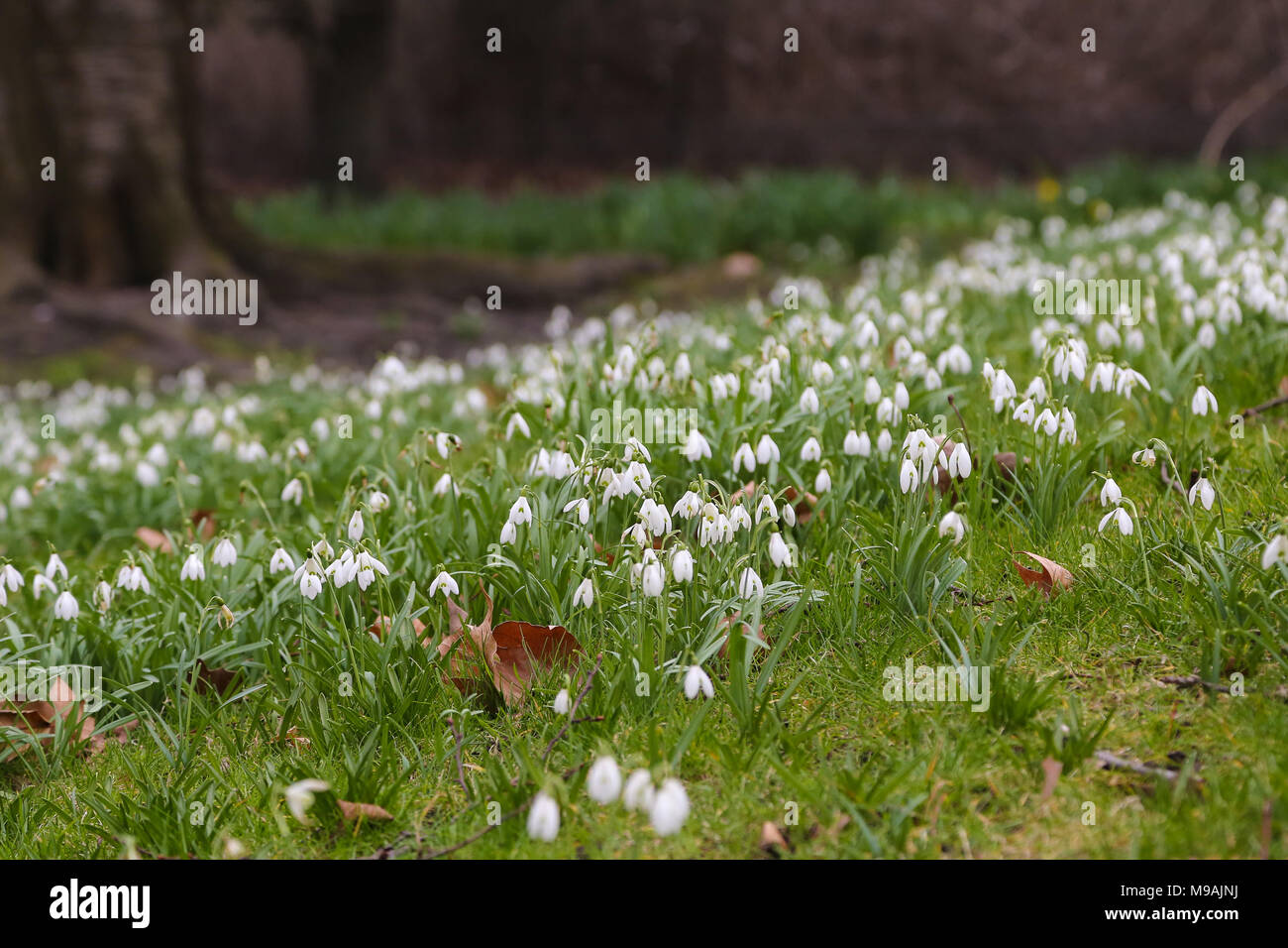 Hyde park london spring daffodils hi-res stock photography and images ...