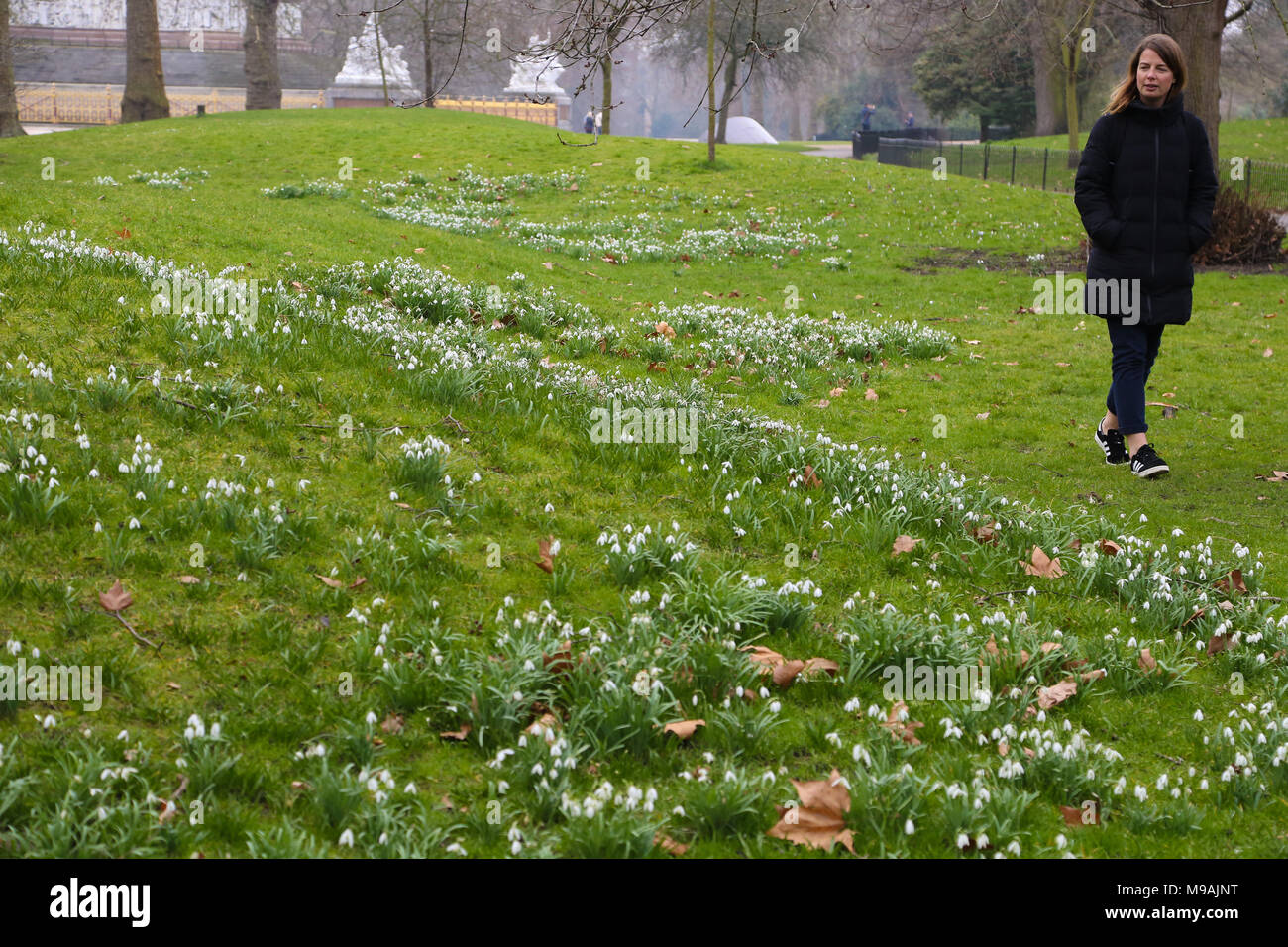Snowdrops and daffodils starts to blossom in Hyde Park. Featuring: View ...