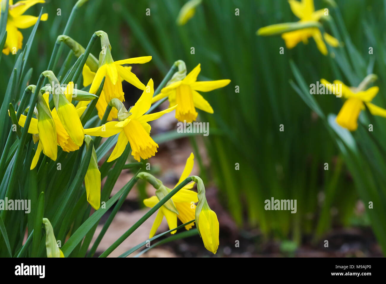 Snowdrops and daffodils starts to blossom in Hyde Park. Featuring: View ...