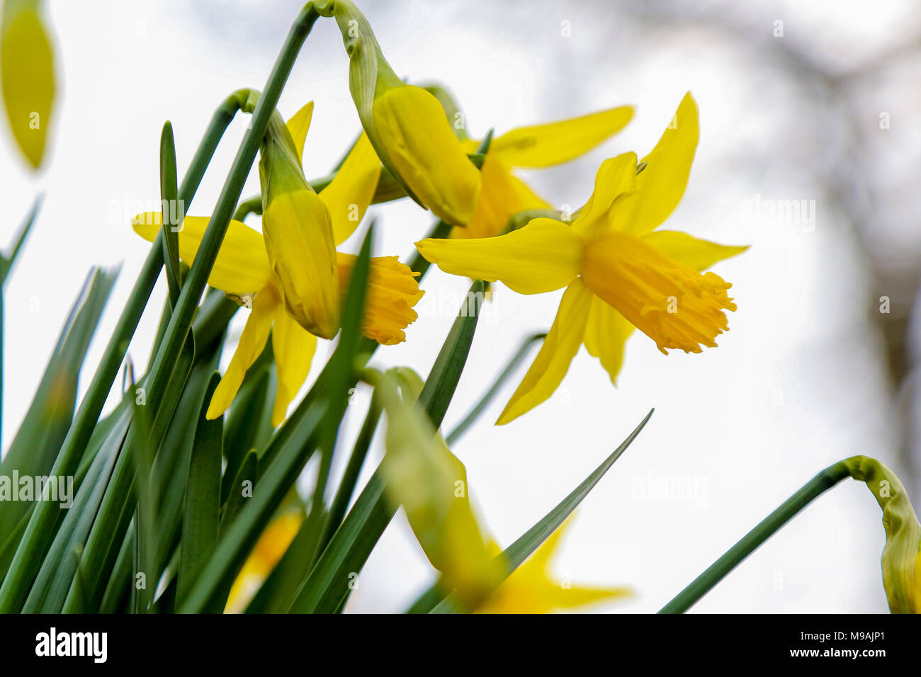 Hyde park london spring daffodils hi-res stock photography and images ...