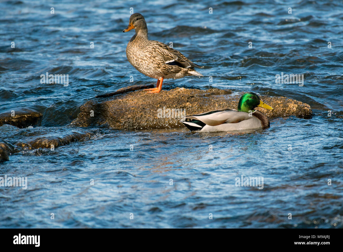 Two mallards resting hi-res stock photography and images - Alamy