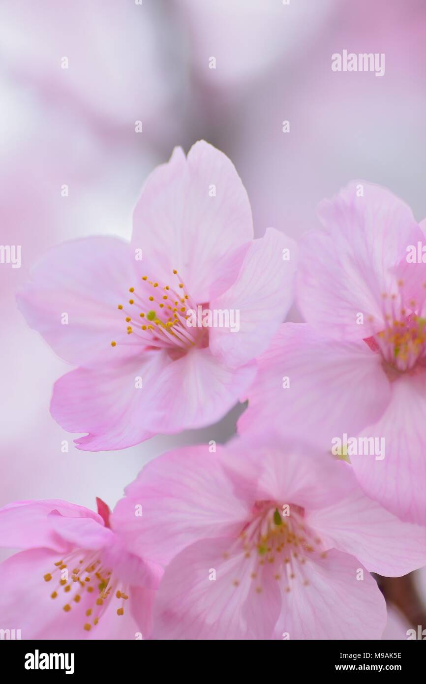 Macro texture of Japanese Pink Cherry Blossoms Stock Photo - Alamy