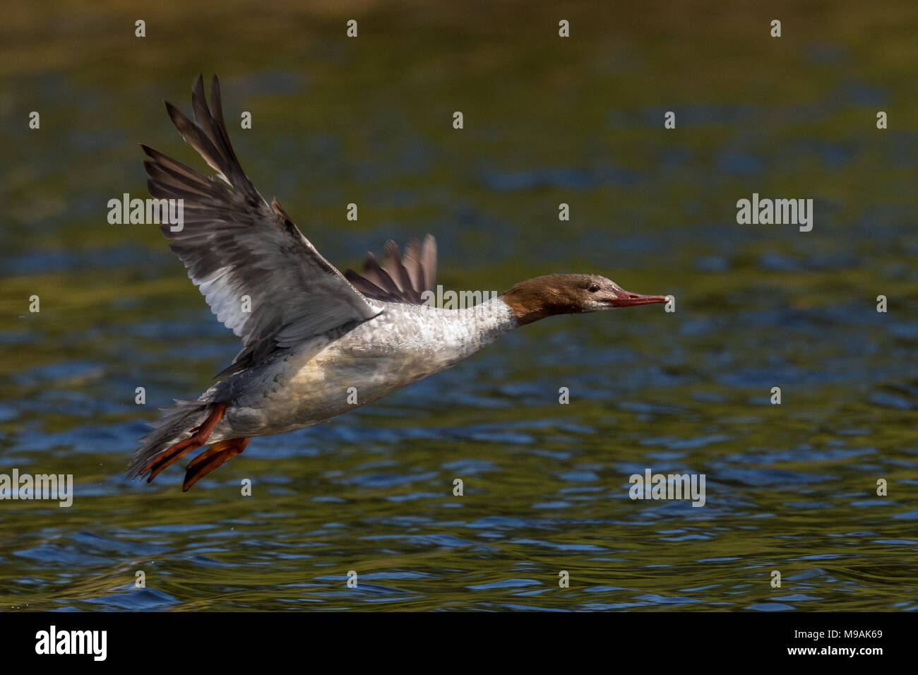 Female Goosander in flight over water Stock Photo - Alamy