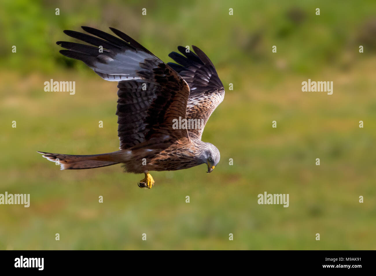 Red kite hunting over meadow Stock Photo - Alamy