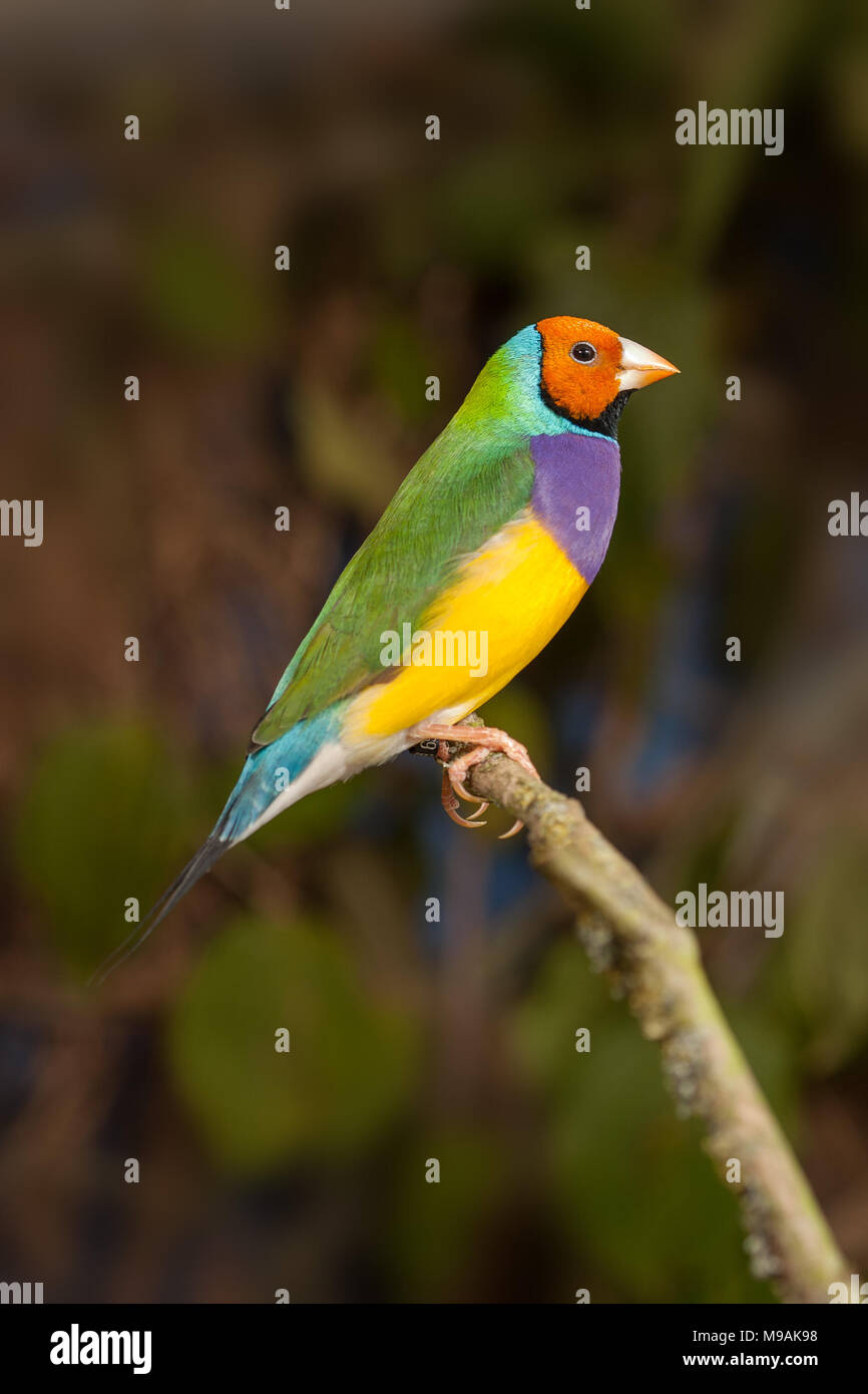 Yellow headed Gouldian finch perched Stock Photo - Alamy
