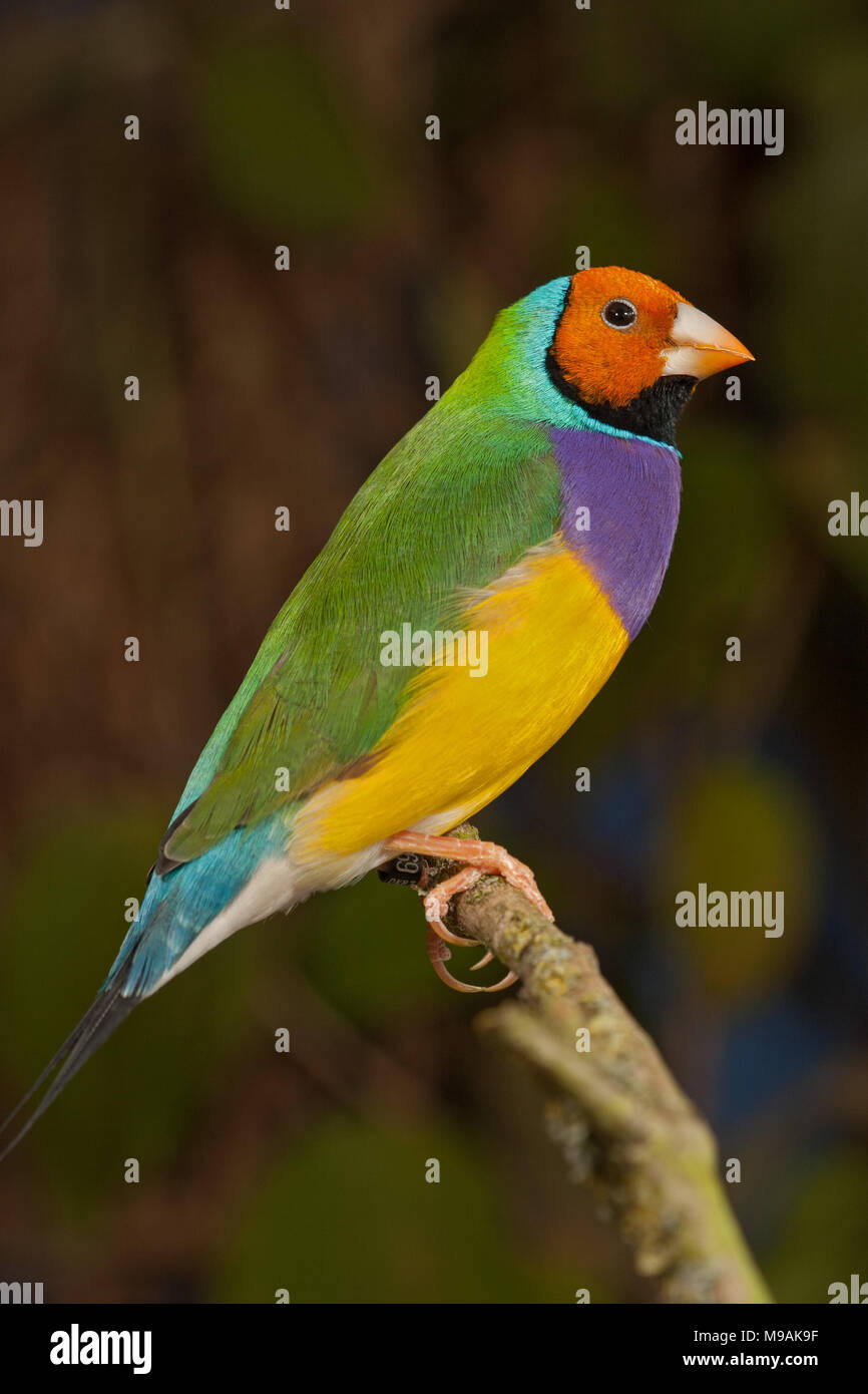 Yellow headed Gouldian finch perched Stock Photo - Alamy