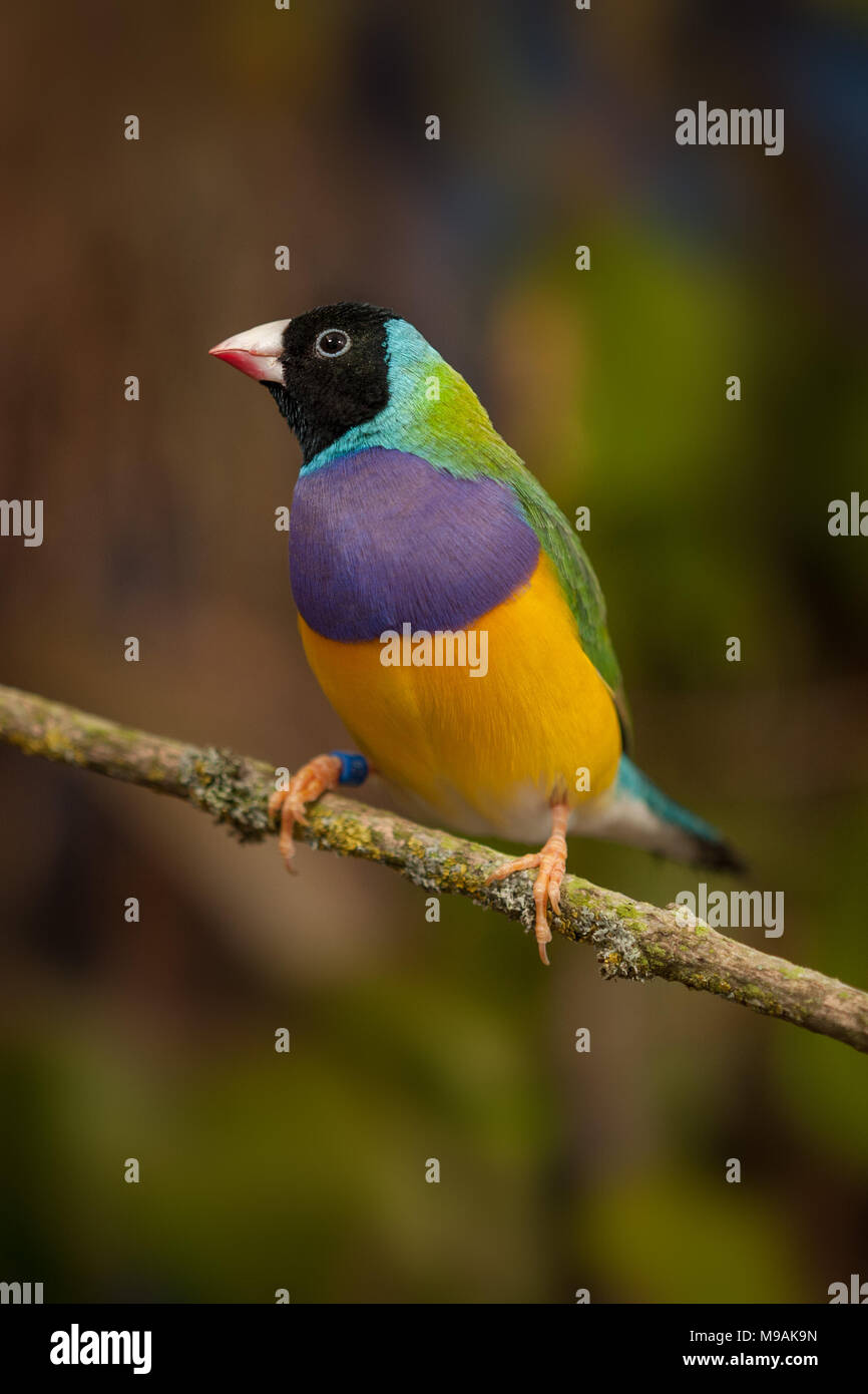 Black headed Gouldian finch adult male displaying Stock Photo - Alamy