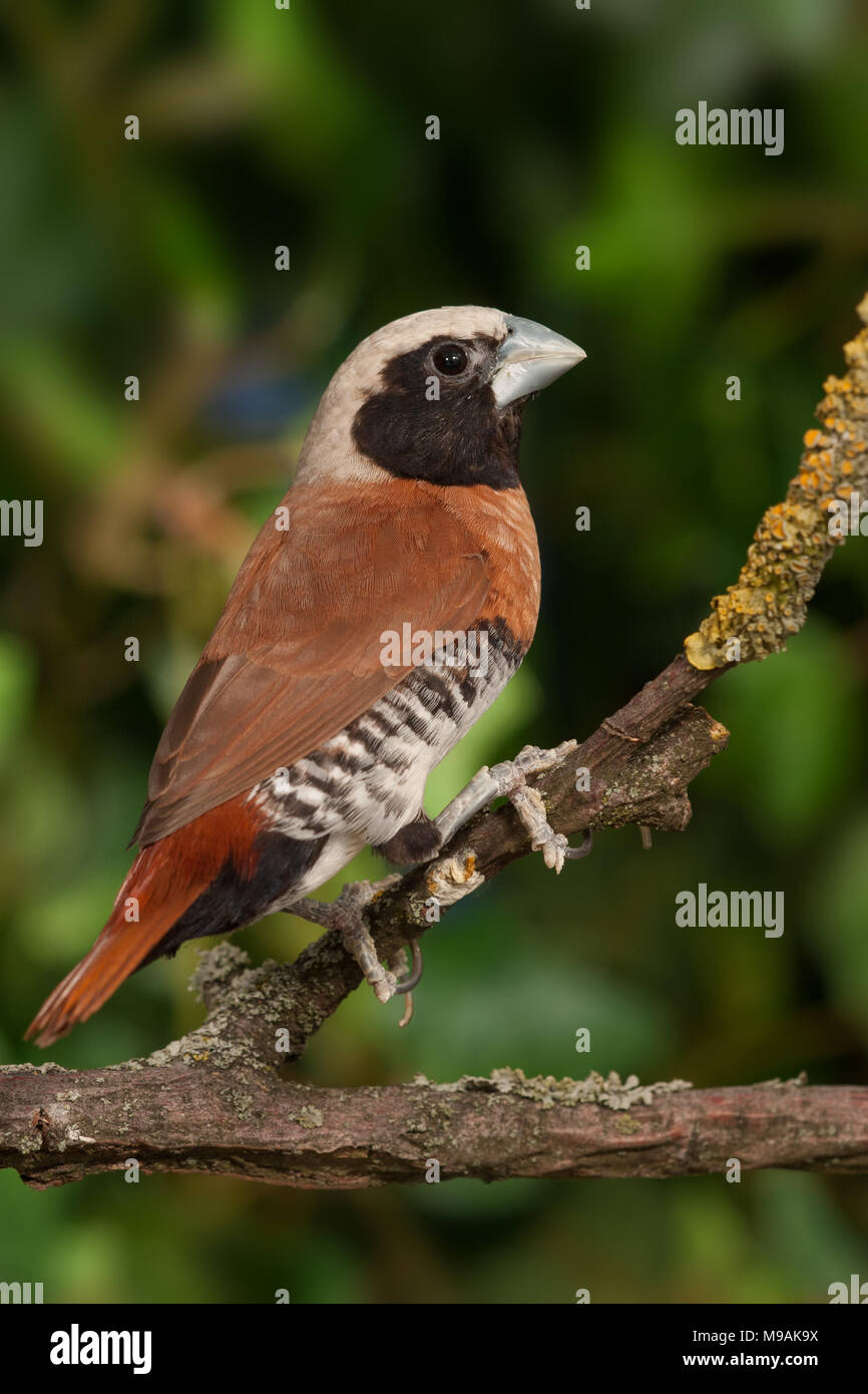 Chestnut-breasted Mannikin (sharpii) perched Stock Photo - Alamy