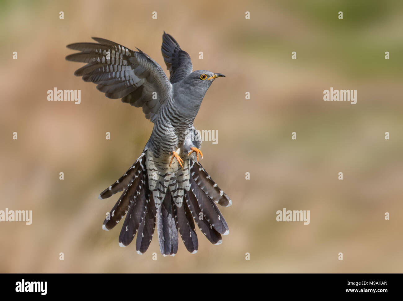 Cuckoo prepared for landing Stock Photo - Alamy