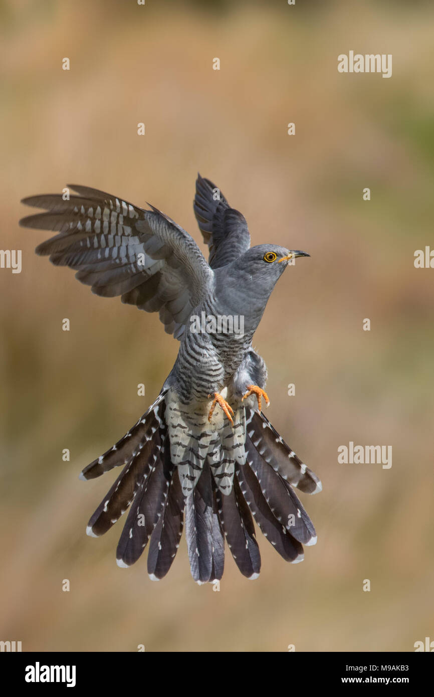 Common cuckoo cuculus canorus adult male hi-res stock photography and ...