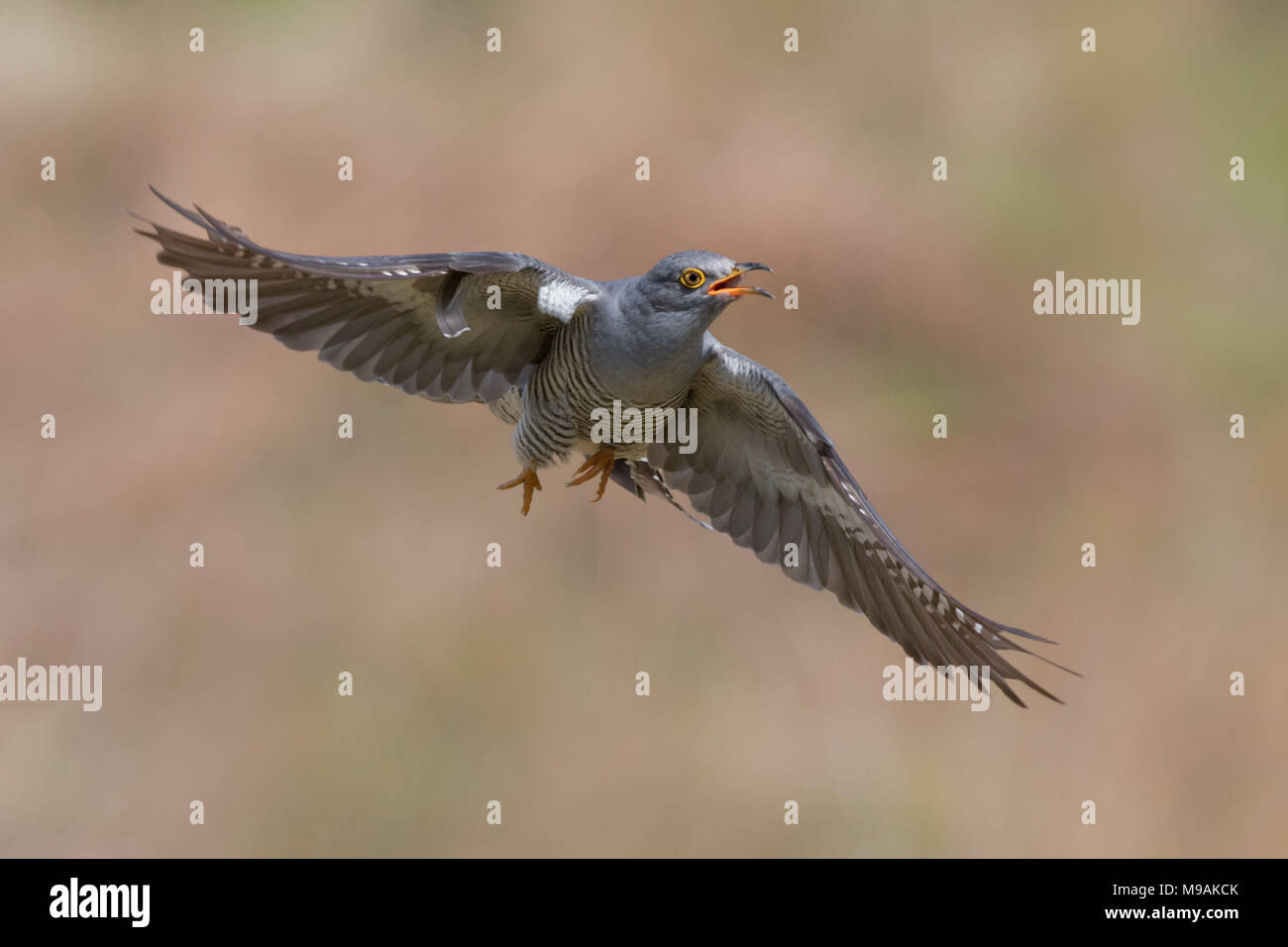 Cuckoo in flight Stock Photo - Alamy