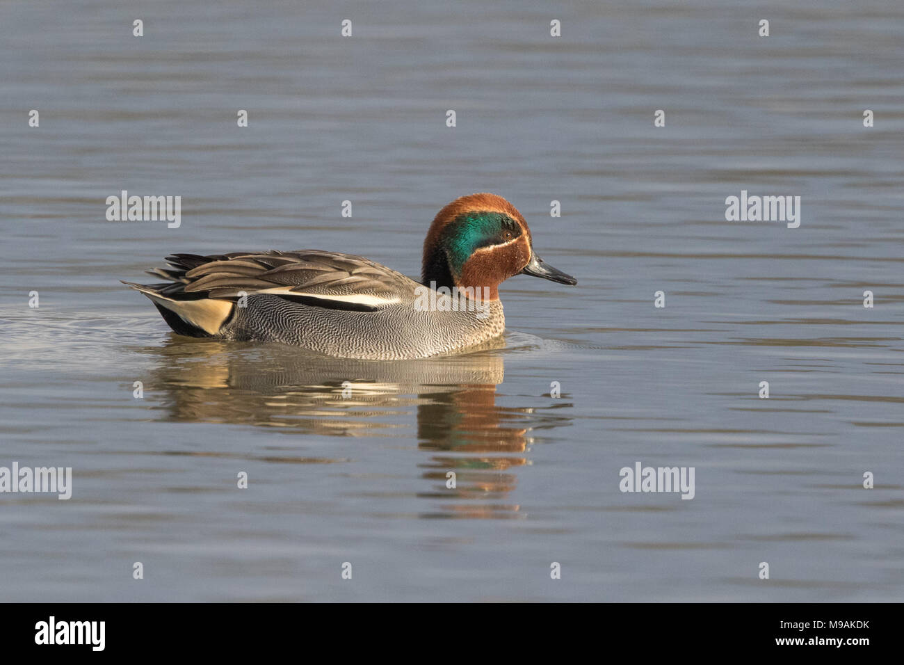 Teal on calm lake Stock Photo - Alamy