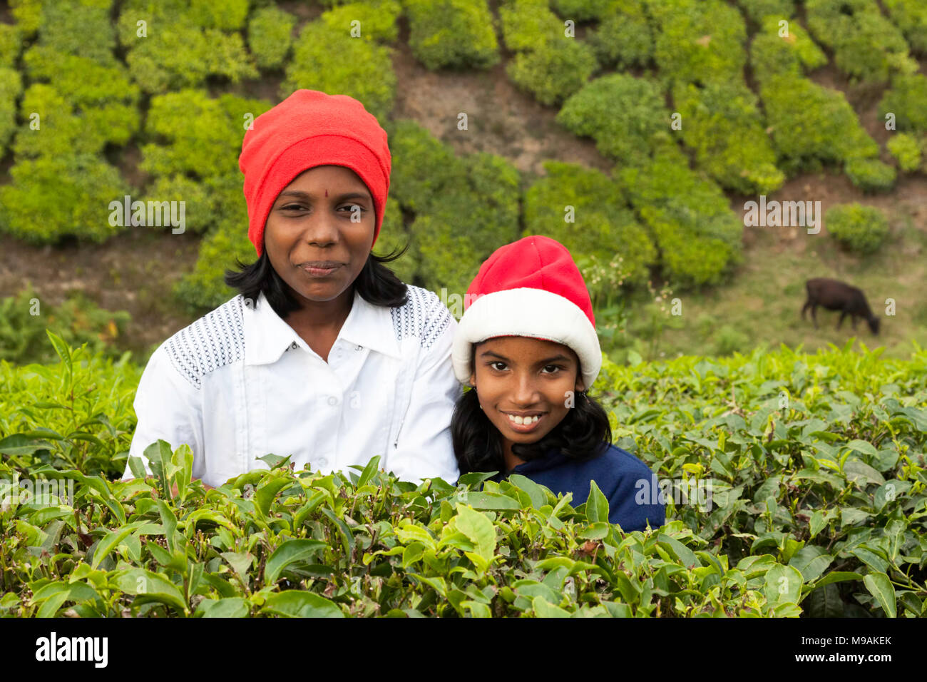 Two girls in red hats in a tea plantation, Munnar, Kerala, India Stock ...