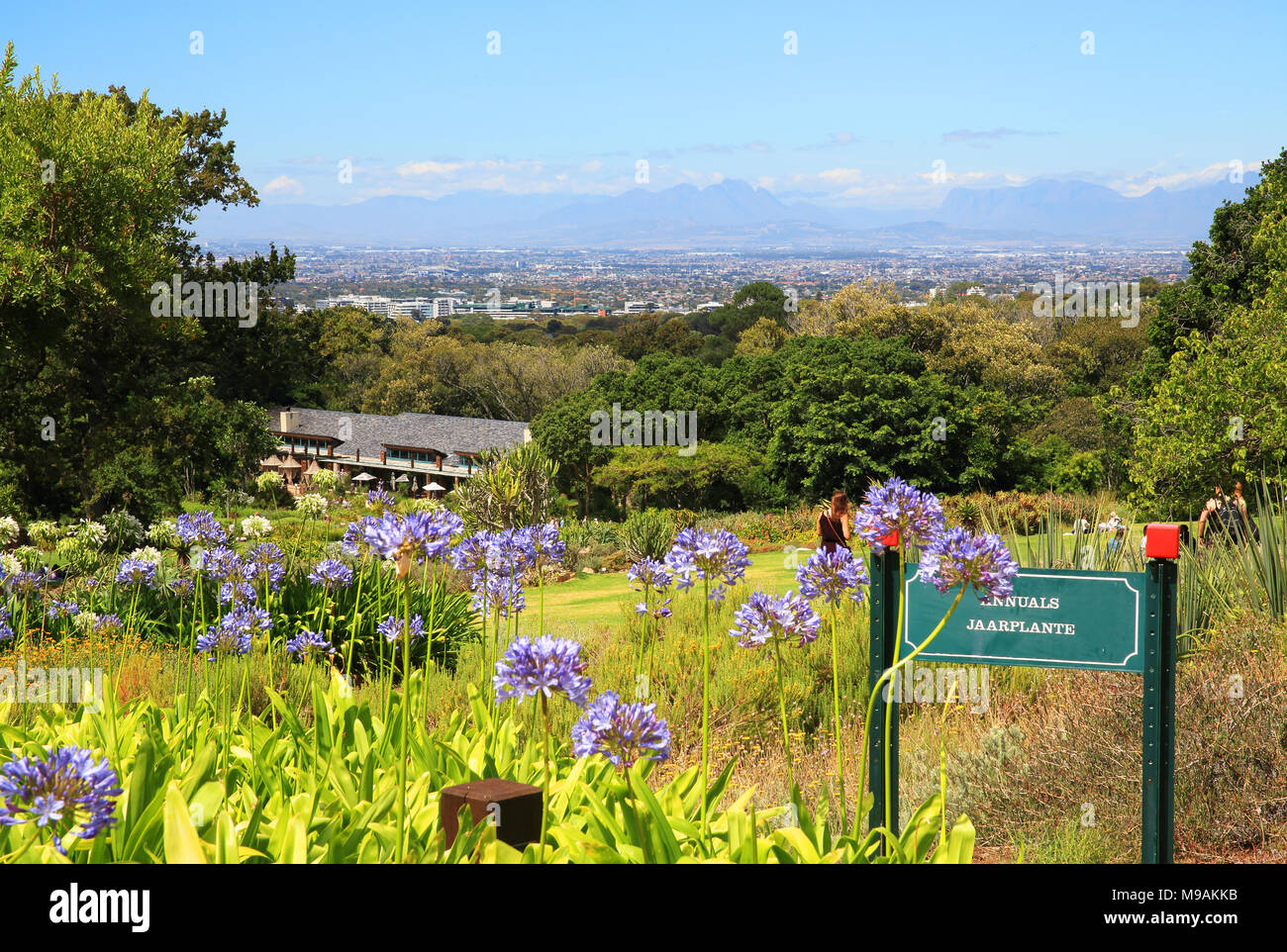 Blue agapanthus flowers in the Annuals area in Kirstenbosch Botanic ...