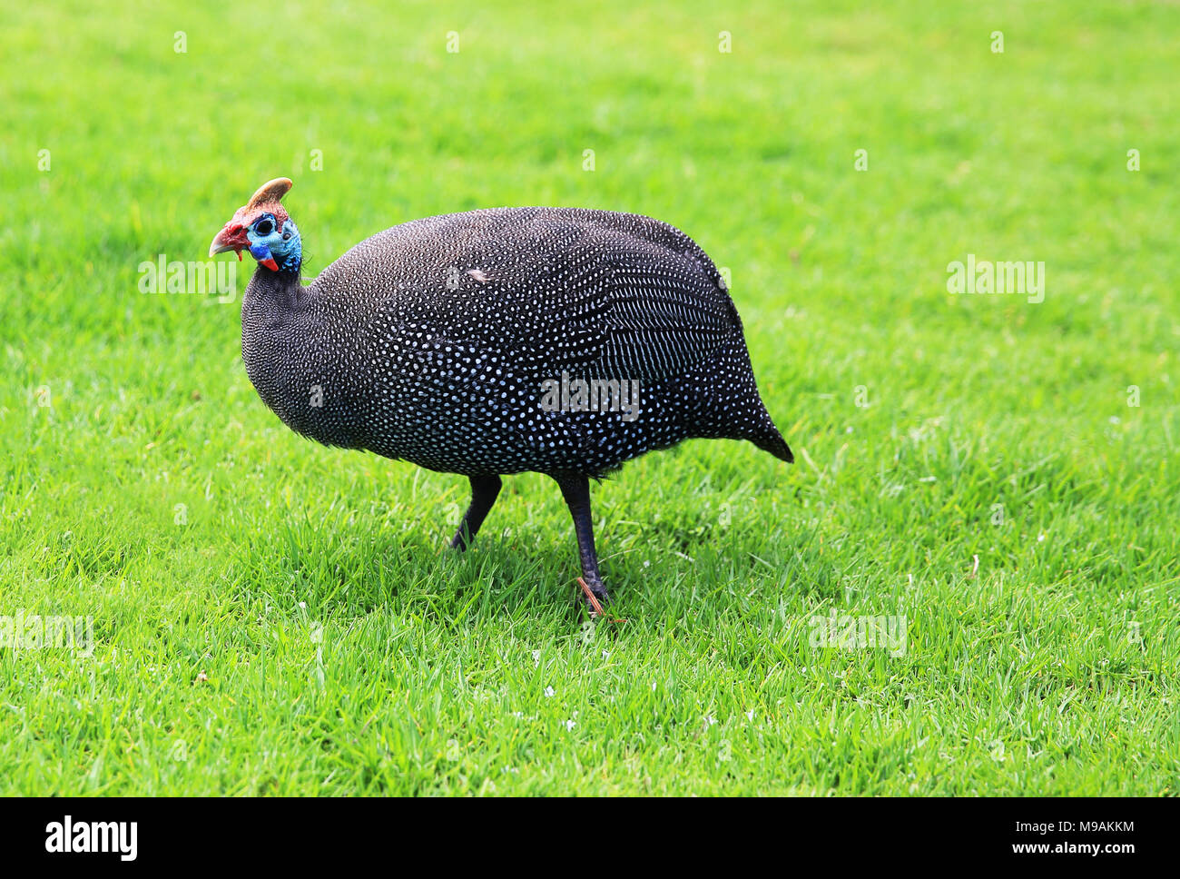 South African National Bird