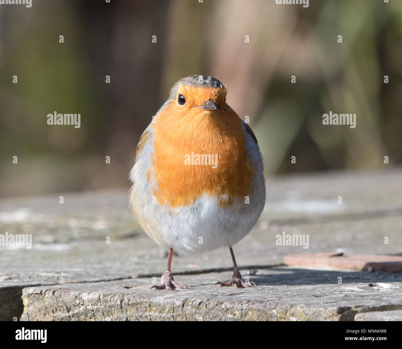 Robin and mealworm hi-res stock photography and images - Alamy