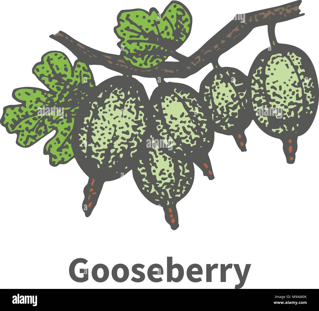 Vector hand-drawn bunch ripe green gooseberry Stock Vector Image & Art ...