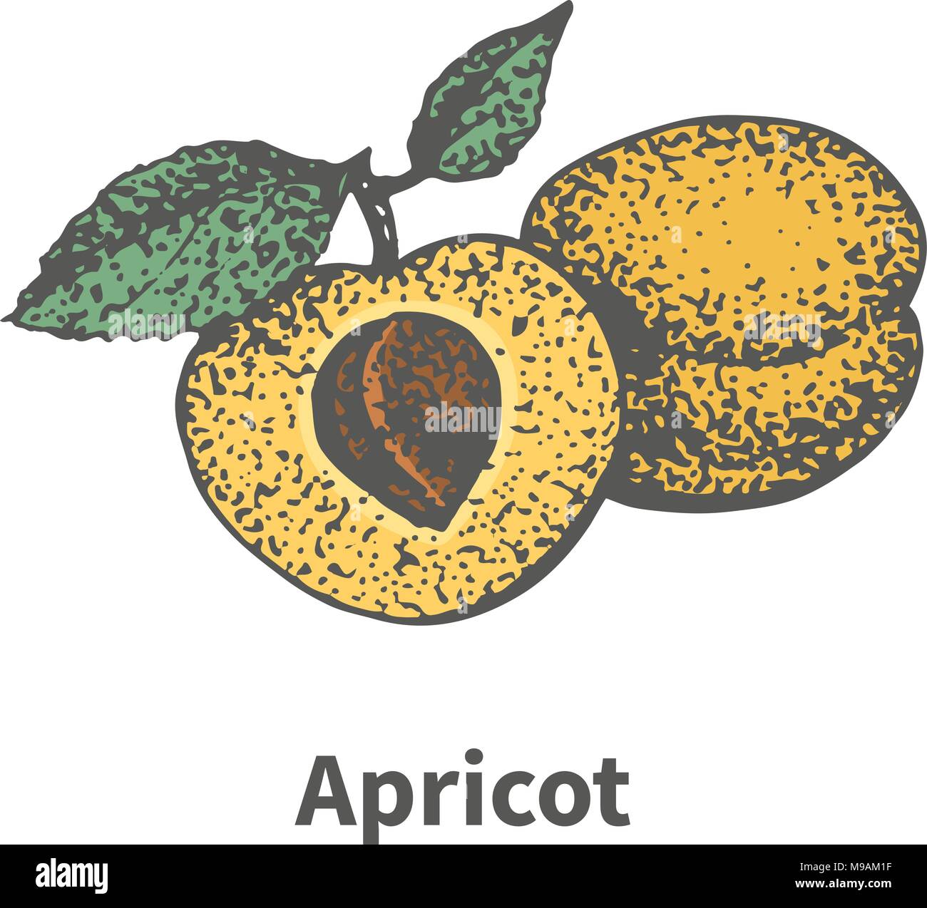 Apricot drawing hi-res stock photography and images - Alamy