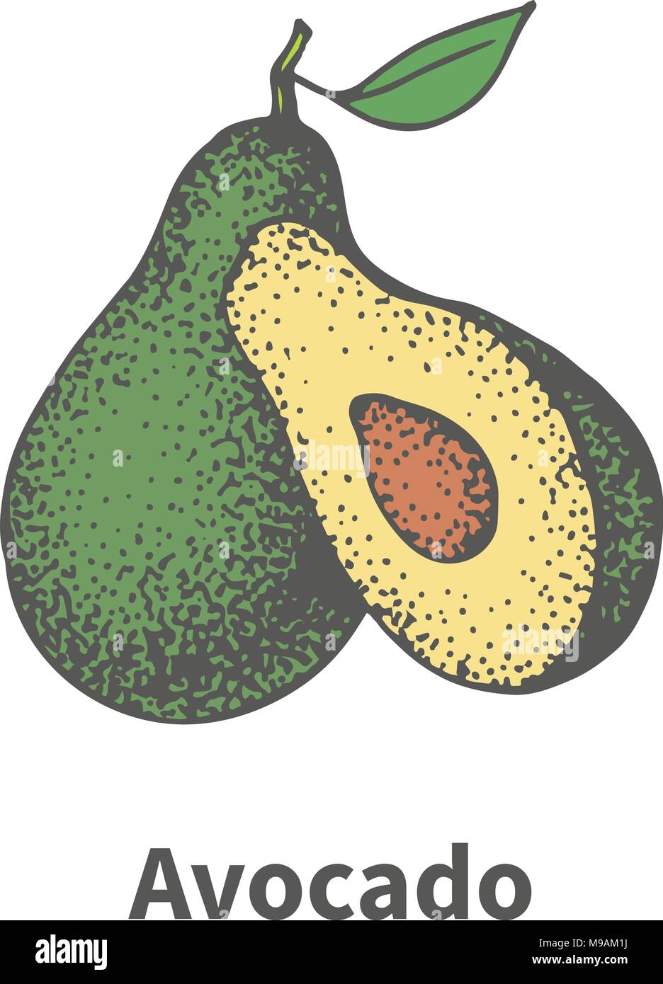 Hand-drawn green ripe avocado piece half with bone Stock Vector Image ...