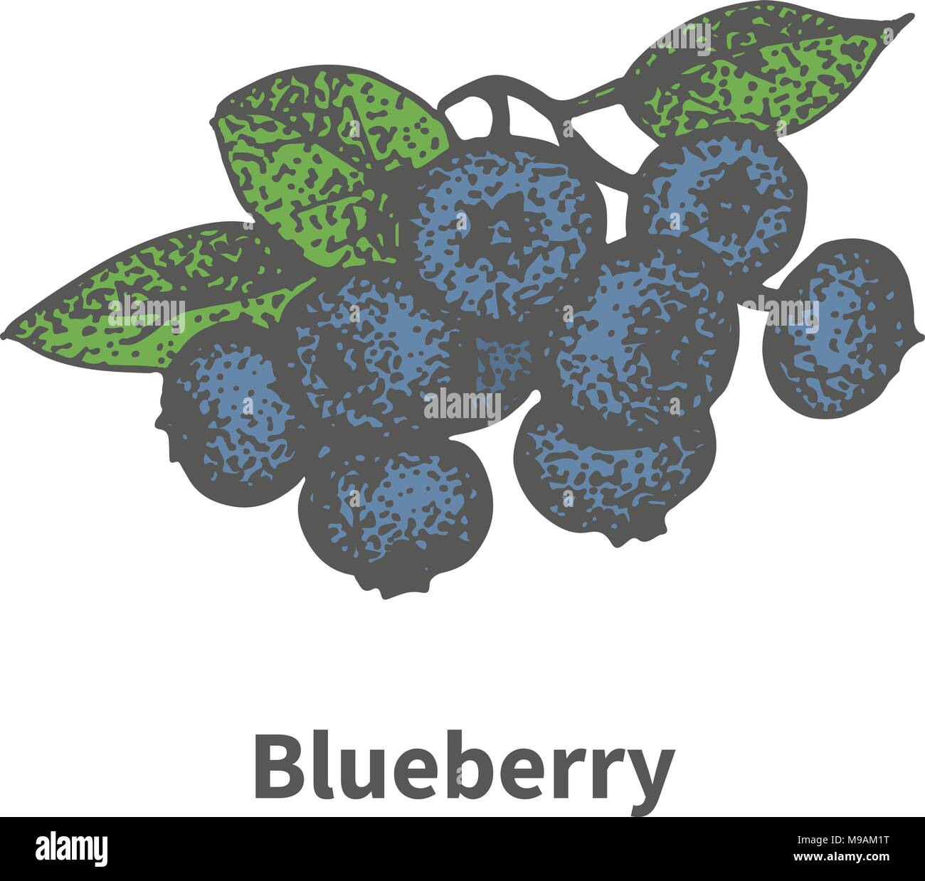 Vector hand-drawn bunch ripe blue blueberry Stock Vector Image & Art ...