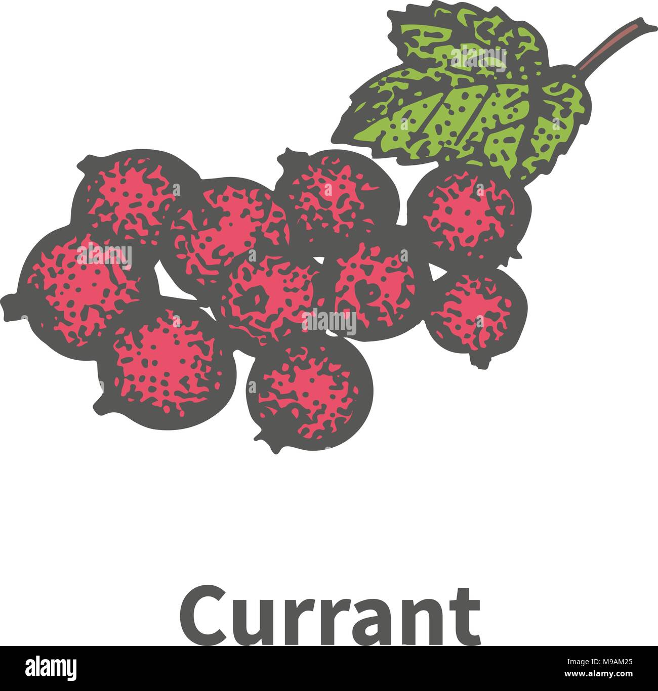 Drawing of red currant hi-res stock photography and images - Alamy