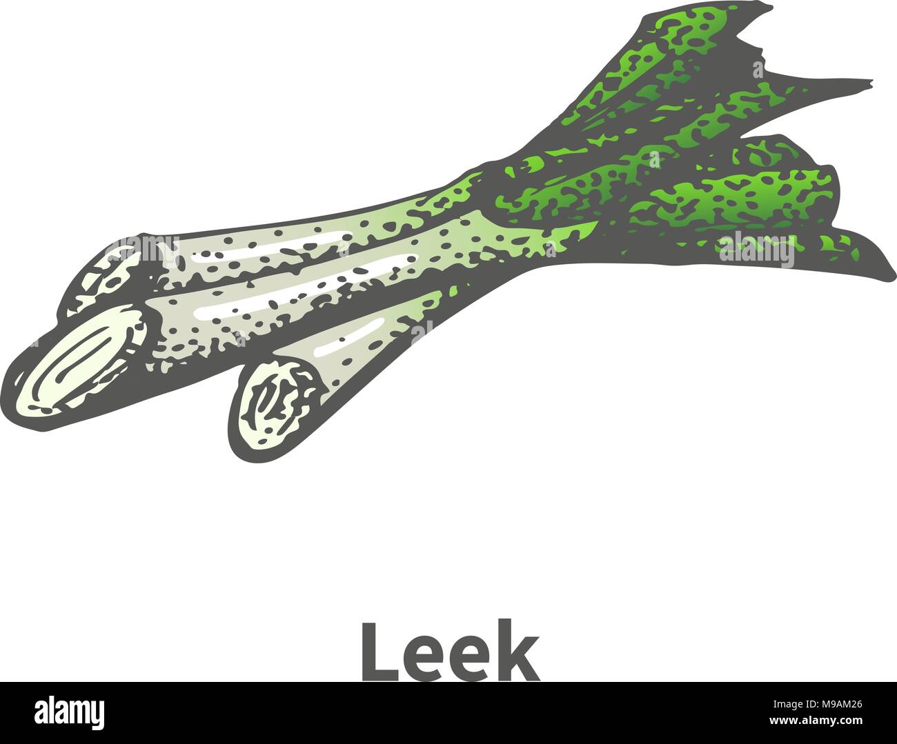 Vector illustration sketch hand-drawn green leek Stock Vector Image ...