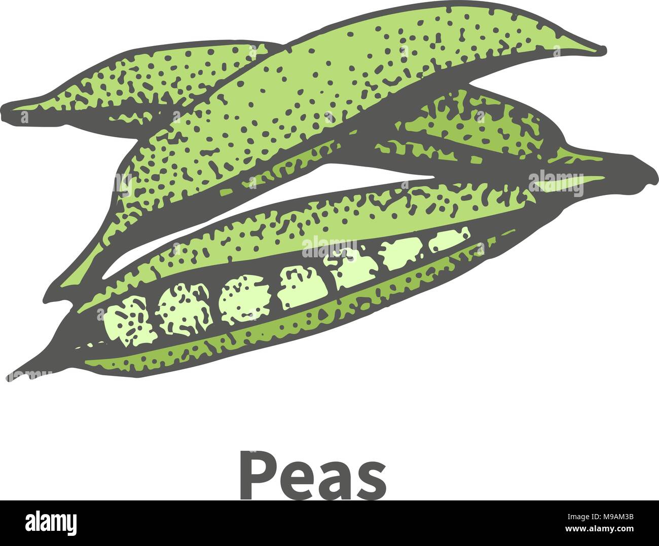Vector sketch hand-drawn green pea pod Stock Vector Image & Art - Alamy