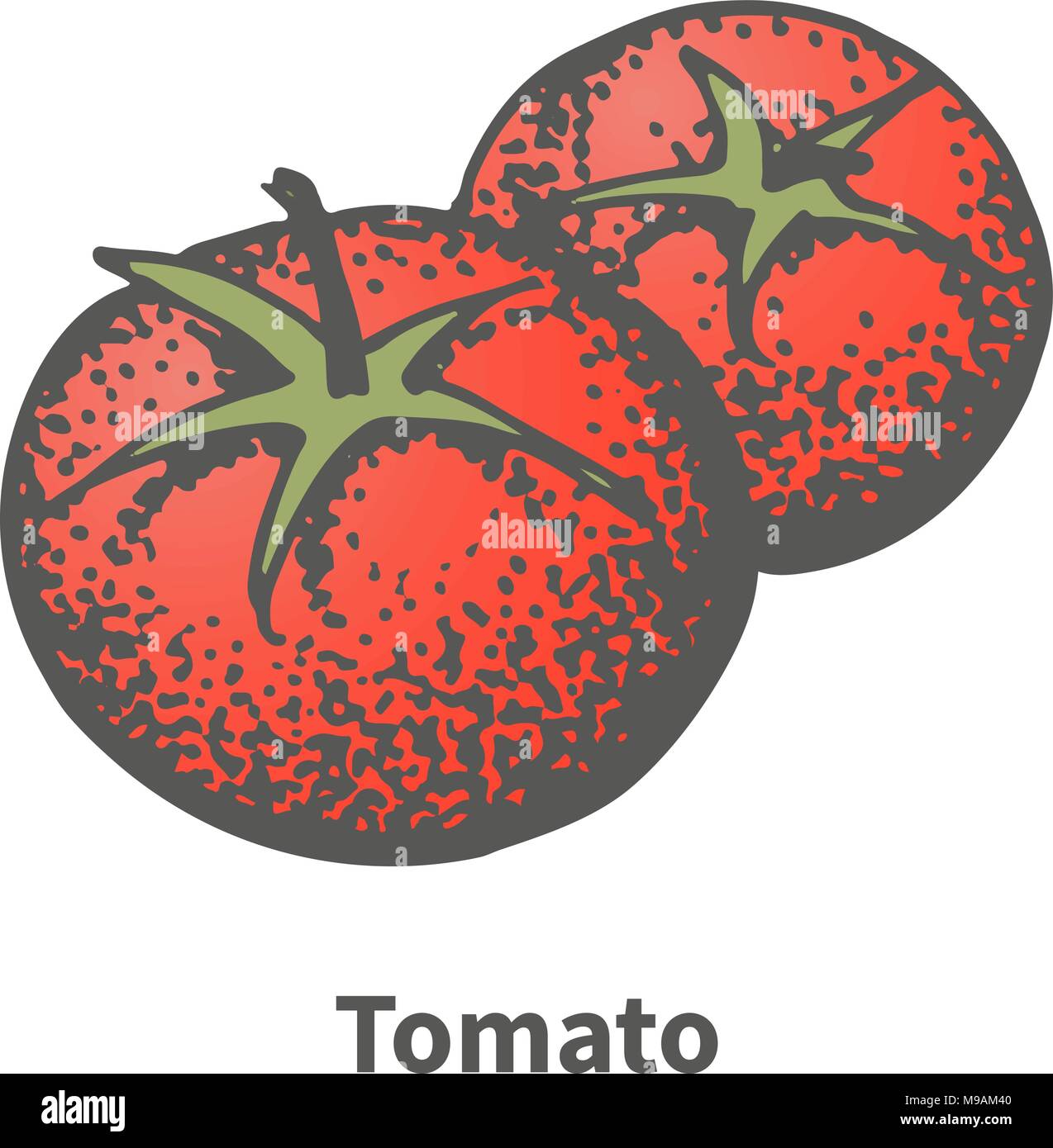 Vector illustration sketch hand-drawn red tomato Stock Vector Image ...