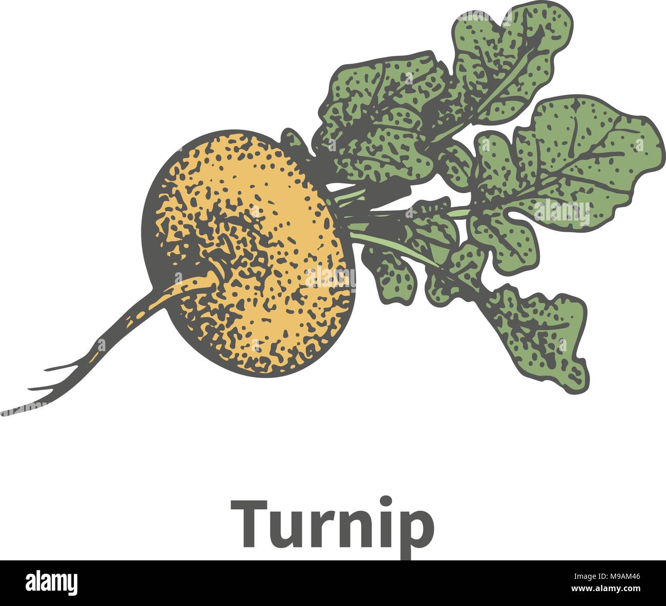 Mature closeup Stock Vector Images - Alamy