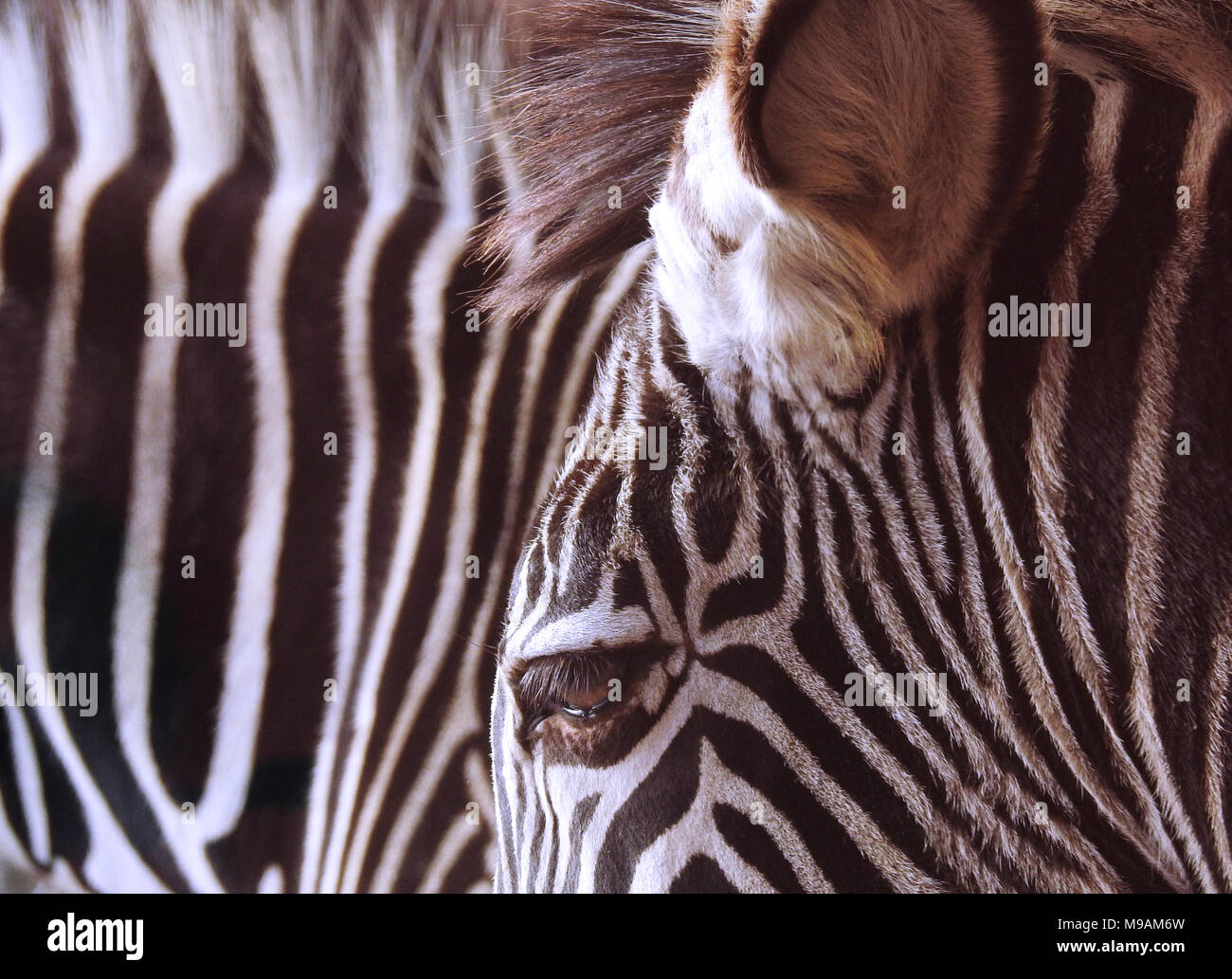Zebra print wallpaper hi-res stock photography and images - Alamy