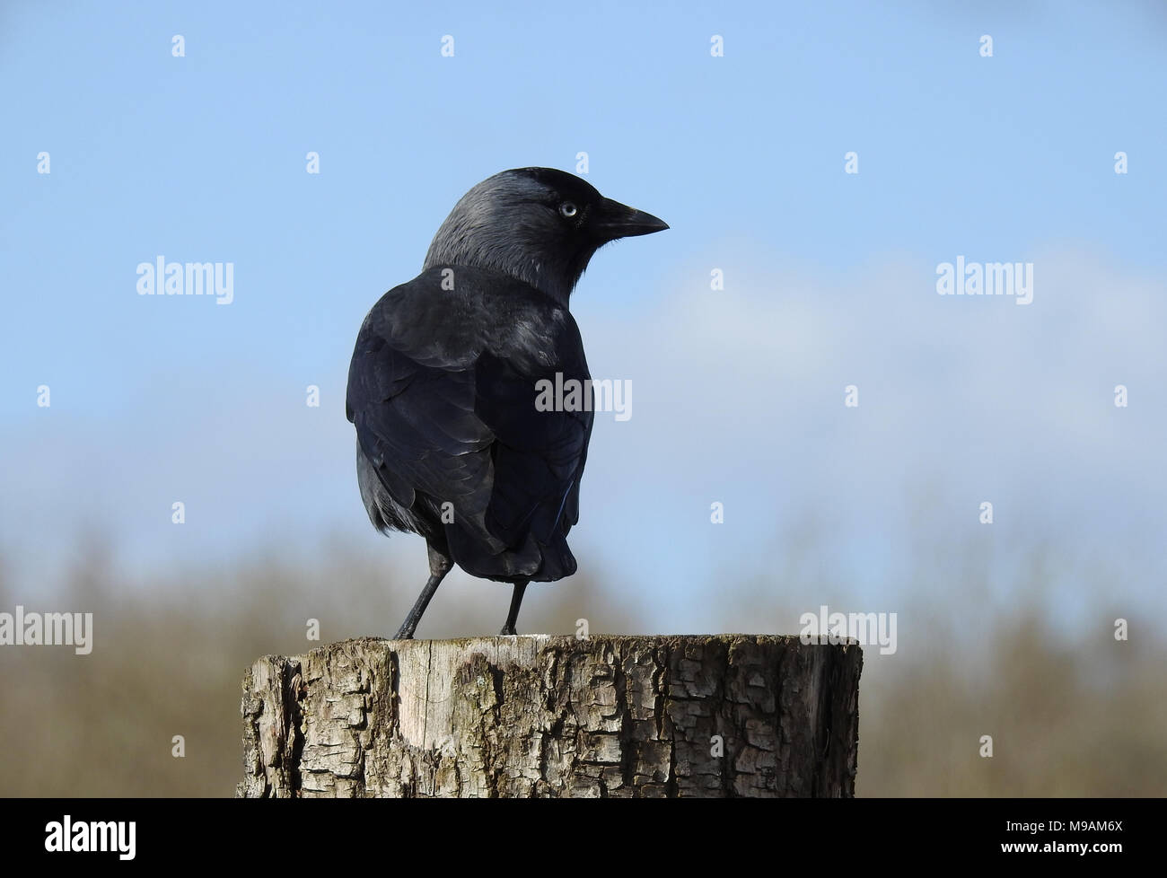 Black Crow Profile High Resolution Stock Photography and Images - Alamy