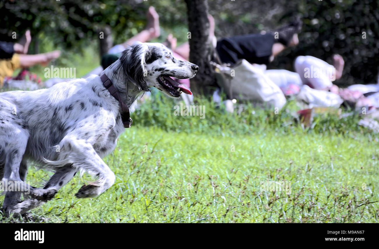 happy dog outdoors with people practicing physical activity on lawn ...