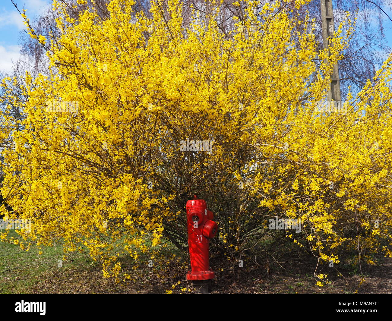 Flowers on fire Stock Photo - Alamy