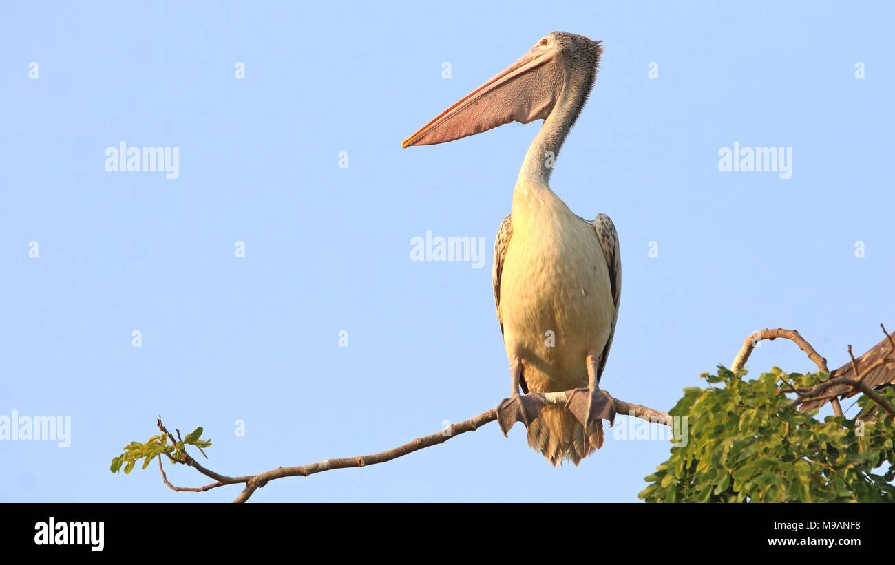 Spot-billed Pelican or the Grey Pelican (Pelicanus philippensis Stock ...